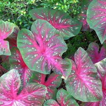 Caladium Aaron - Bulbe à feuillage décoratif blanc nacré bordé de vert ...