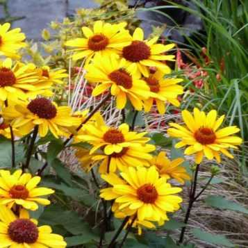 Cultiver l'Heliopsis en pot - Blog Promesse de fleurs
