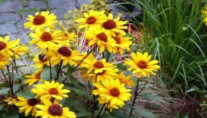 Cultiver l'Heliopsis en pot - Blog Promesse de fleurs