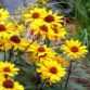 Heliopsis helianthoides Sparkling Contrast - Variété aux fleurs ...
