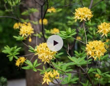 Azalée de Chine Fragrant Star – Azalea à fleurs blanches très parfumées