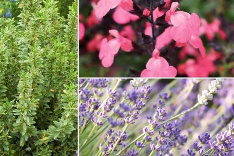 Associer les sauges arbustives- Promesse de Fleurs