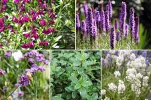 Associer les sauges arbustives- Promesse de Fleurs