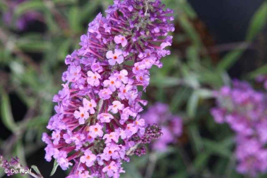 8 Buddleias nains à découvrir ! - Promesse de Fleurs