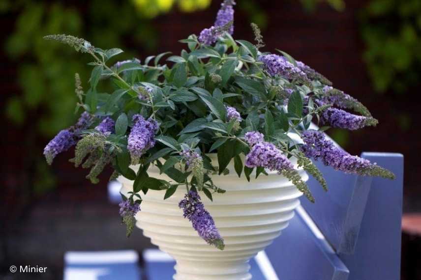 8 Buddleias nains à découvrir ! - Promesse de Fleurs