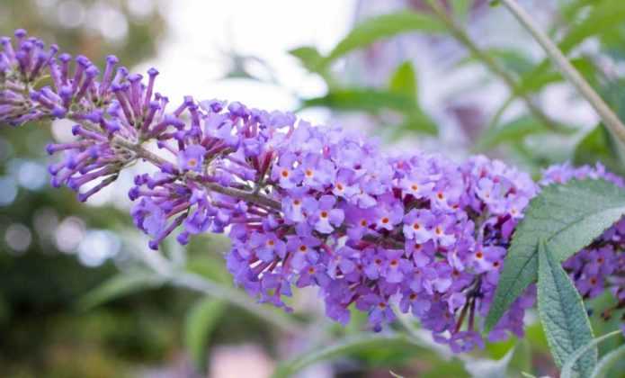 Cultiver un Buddleia en pot : guide complet
