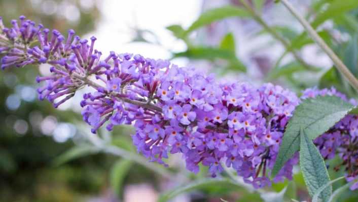 Cultiver un Buddleia en pot : guide complet