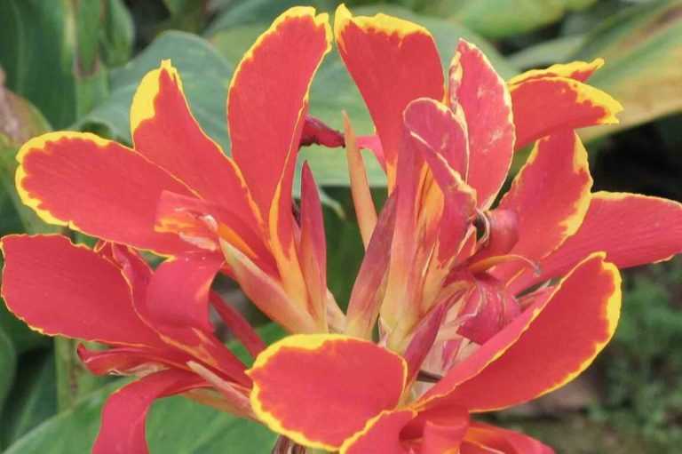 Canna : les plus belles variétés - Promesse de Fleurs