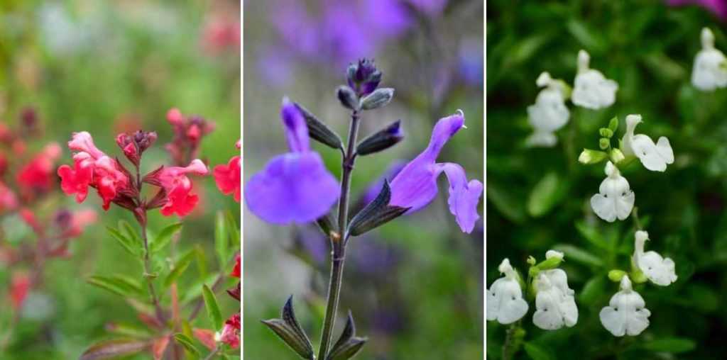 Sauges arbustives : plantation, conseils d'entretien - Promesse de Fleurs