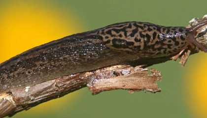 Alliée du jardinier : la grosse limace léopard - Promesse de Fleurs