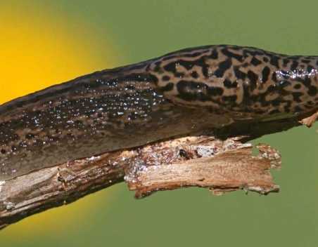 Alliée du jardinier : la grosse limace léopard - Promesse de Fleurs