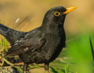 Oiseau noir au bec orange : découvrez le merle noir ! - Promesse de Fleurs