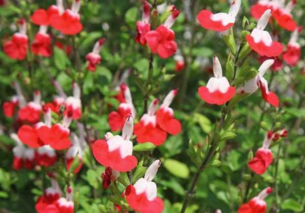 Quand et comment tailler une sauge arbustive - Promesse de Fleurs