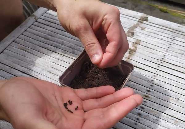 Sauges, Salvia : planter, cultiver et entretenir