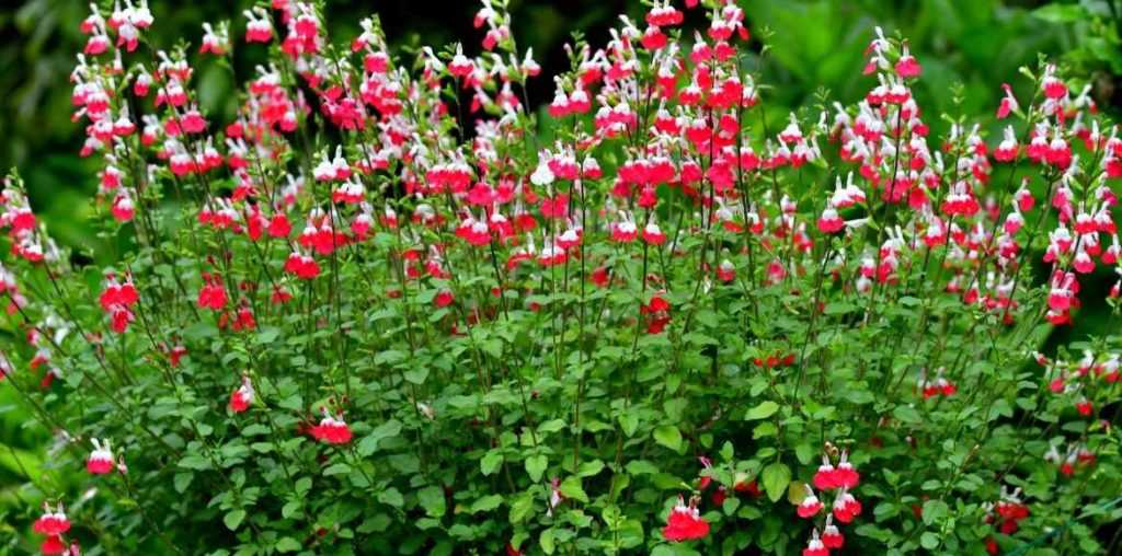 Sauges arbustives : plantation, conseils d'entretien - Promesse de Fleurs