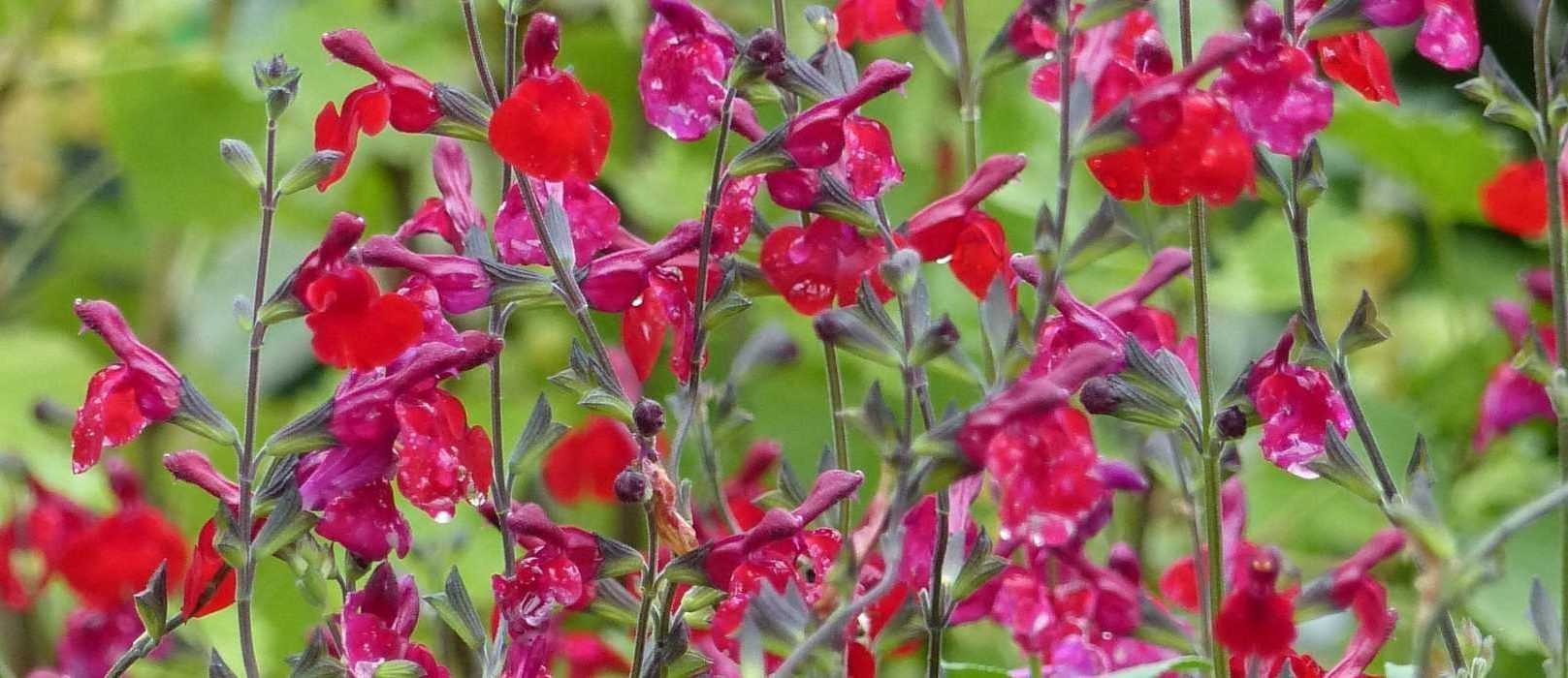 Sauges arbustives : plantation, conseils d'entretien - Promesse de Fleurs