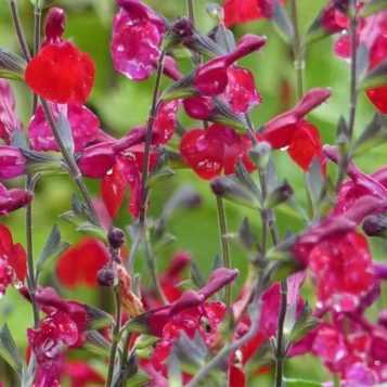 Sauges arbustives : plantation, conseils d'entretien - Promesse de Fleurs