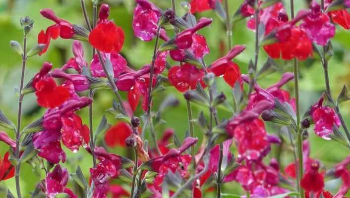 Sauges arbustives : plantation, conseils d'entretien - Promesse de Fleurs