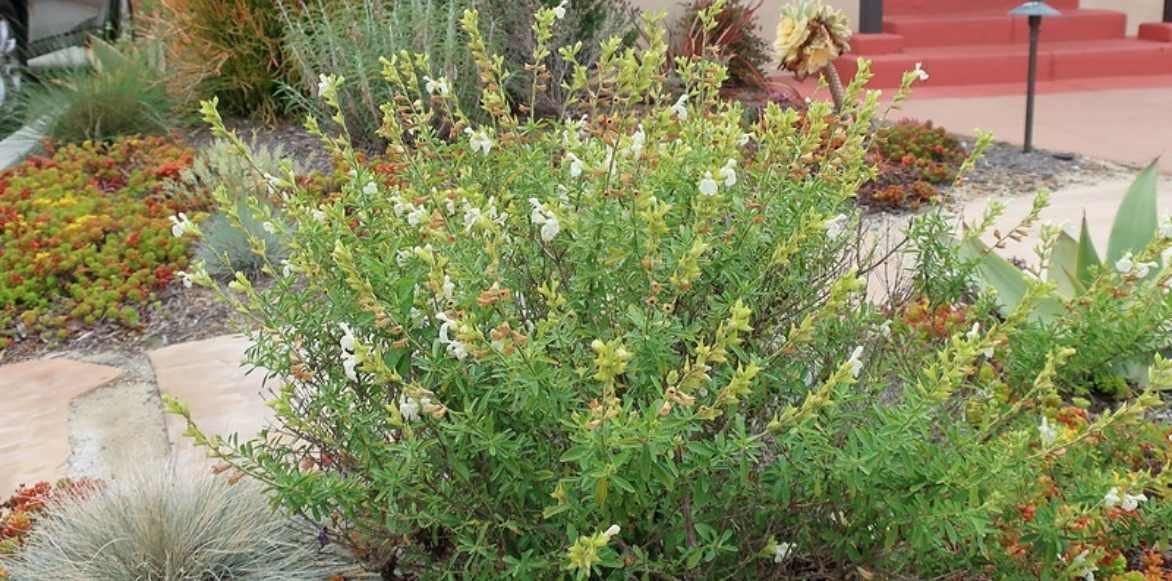 Sauges arbustives : plantation, conseils d'entretien - Promesse de Fleurs