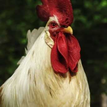 Les avantages et les inconvénients d'avoir un coq - Promesse de Fleurs