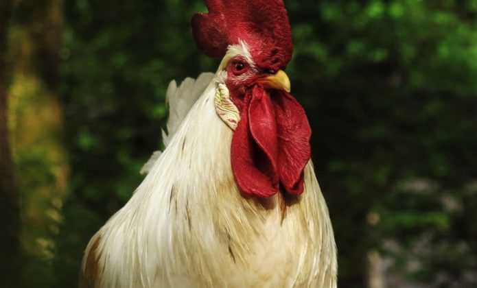 Les 10 plus belles races de coq - Promesse de Fleurs