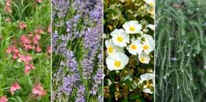 Sauges arbustives : plantation, conseils d'entretien - Promesse de Fleurs