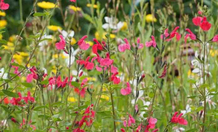 Quand et comment tailler une sauge arbustive - Promesse de Fleurs