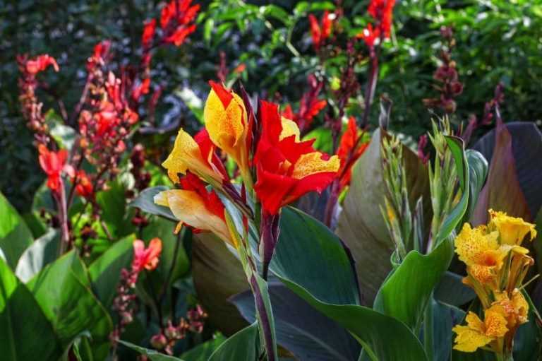 Canna : les plus belles variétés - Promesse de Fleurs