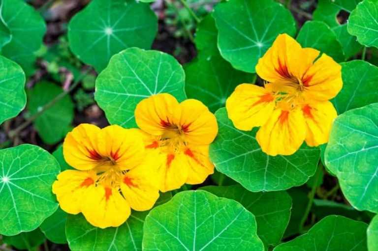 Plantes comestibles : les feuilles que l'on peut cuisiner