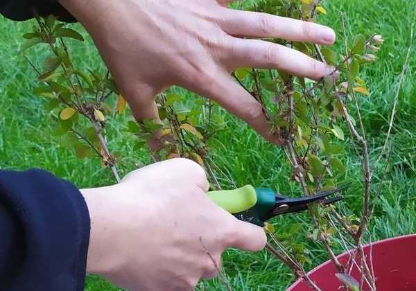 Sauges arbustives : plantation, conseils d'entretien - Promesse de Fleurs