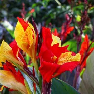 Canna : les plus belles variétés - Promesse de Fleurs