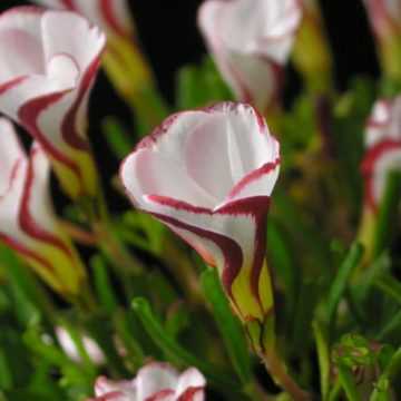 Oxalis : les plus belles variétés - Promesse de Fleurs