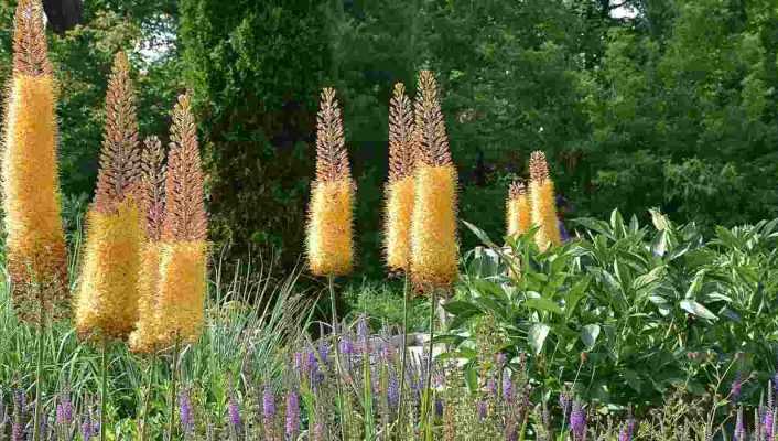6 idées pour associer les eremurus - Promesse de Fleurs