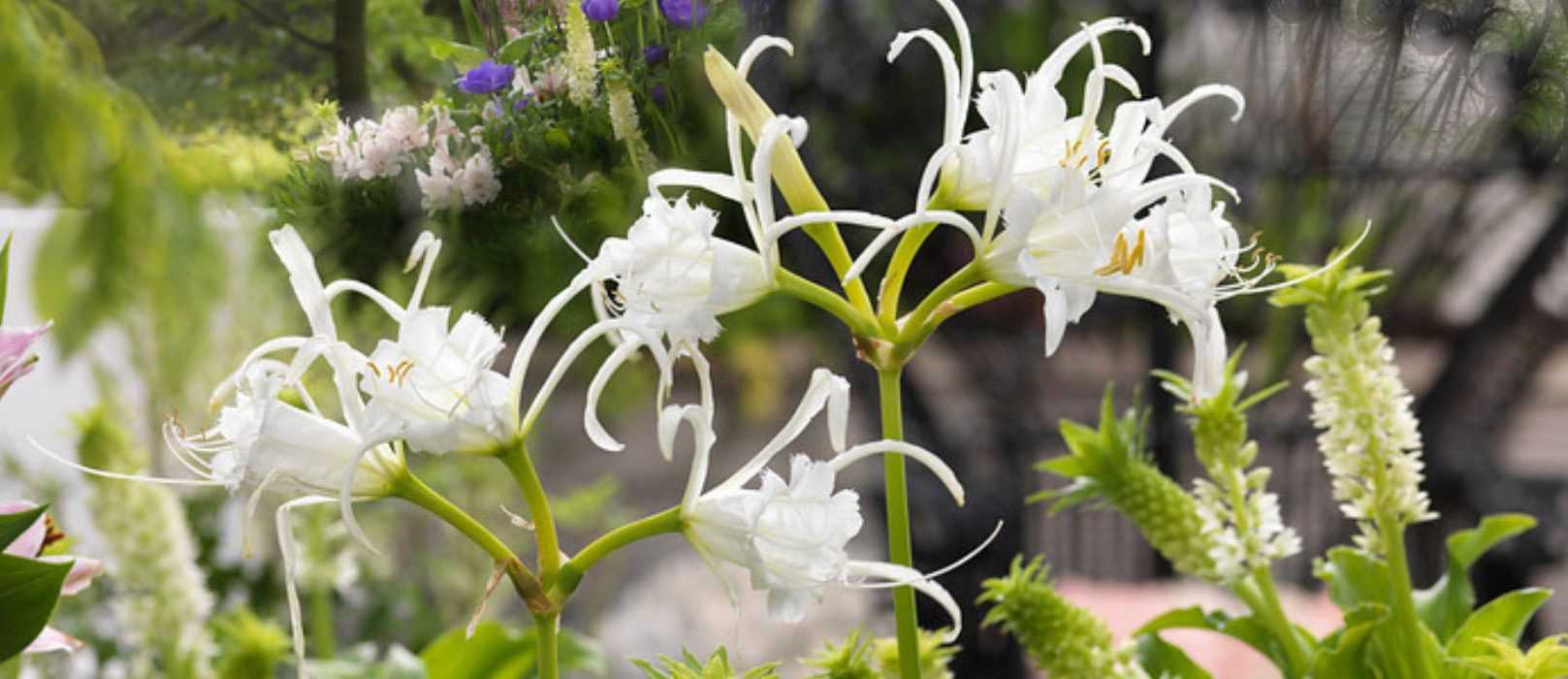 Cultiver l’Ismène en pot - Promesse de Fleurs