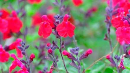 7 bonnes raisons de planter une sauge arbustive - Promesse de Fleurs