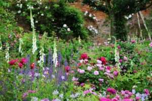 7 bonnes raisons de planter une sauge arbustive - Promesse de Fleurs