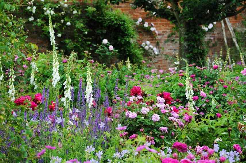 7 bonnes raisons de planter une sauge arbustive - Promesse de Fleurs