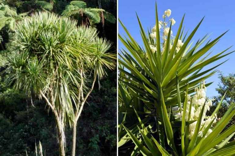 Les plus beaux arbustes en cépée - Promesse de Fleurs