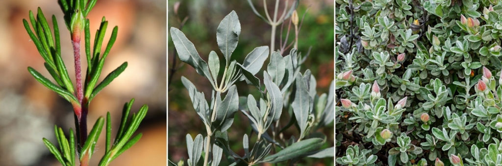 Halimium : nos conseils de culture - Promesse de Fleurs