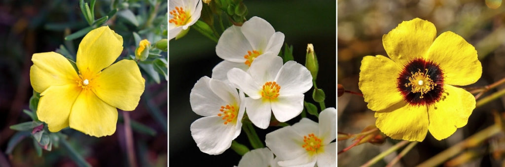 Halimium : nos conseils de culture - Promesse de Fleurs