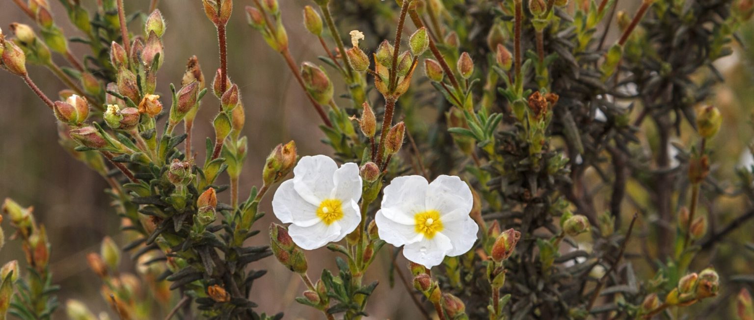 Halimium : nos conseils de culture - Promesse de Fleurs