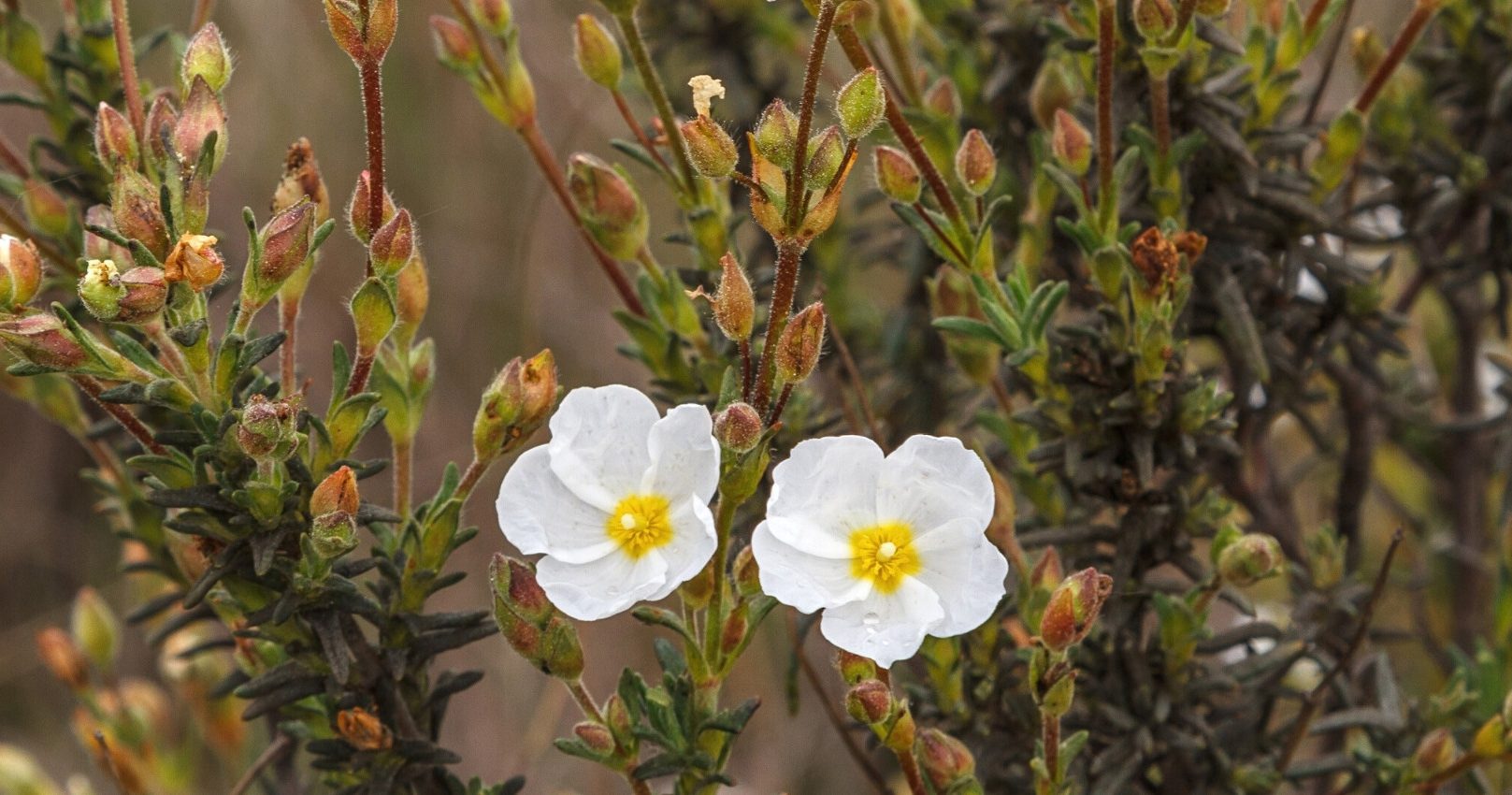 Halimium : nos conseils de culture - Promesse de Fleurs