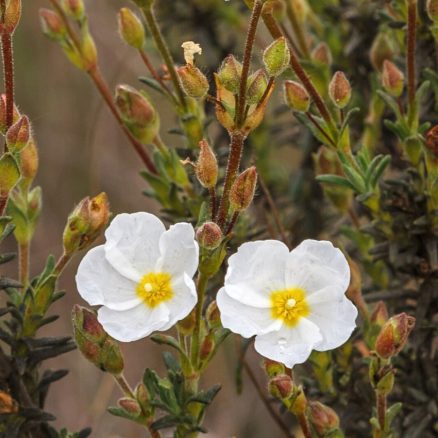 Halimium : nos conseils de culture - Promesse de Fleurs