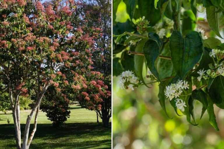 Les plus beaux arbustes en cépée - Promesse de Fleurs
