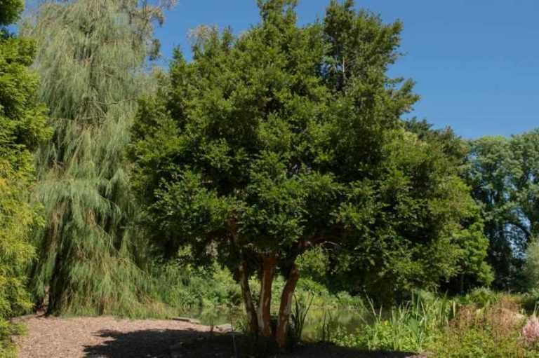 Les plus beaux arbustes en cépée - Promesse de Fleurs