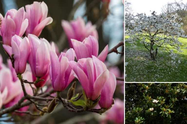 Les plus beaux arbustes en cépée - Promesse de Fleurs