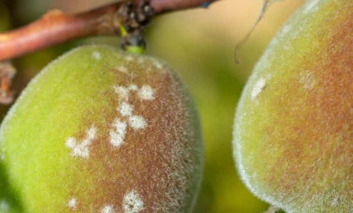 Maladies et parasites du pêcher - Promesse de Fleurs
