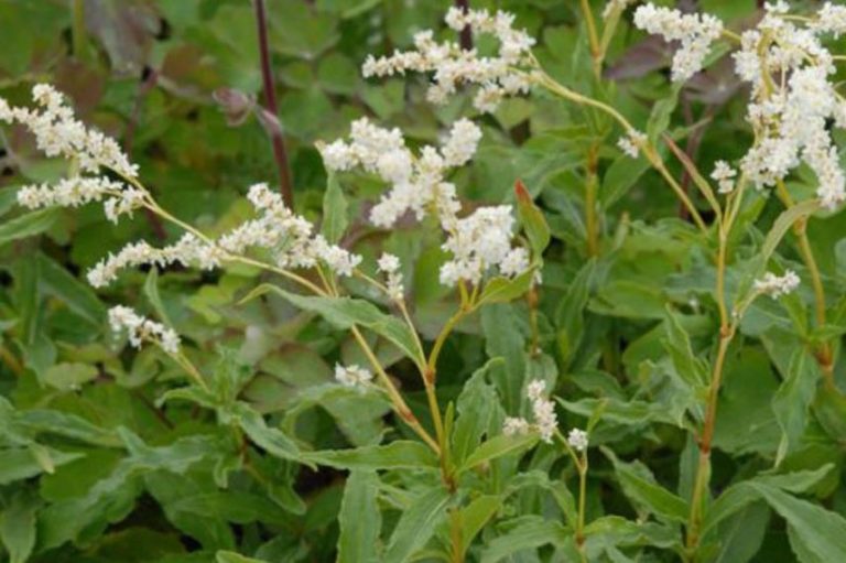 Persicaires : les meilleurs couvre-sols - Promesse de Fleurs