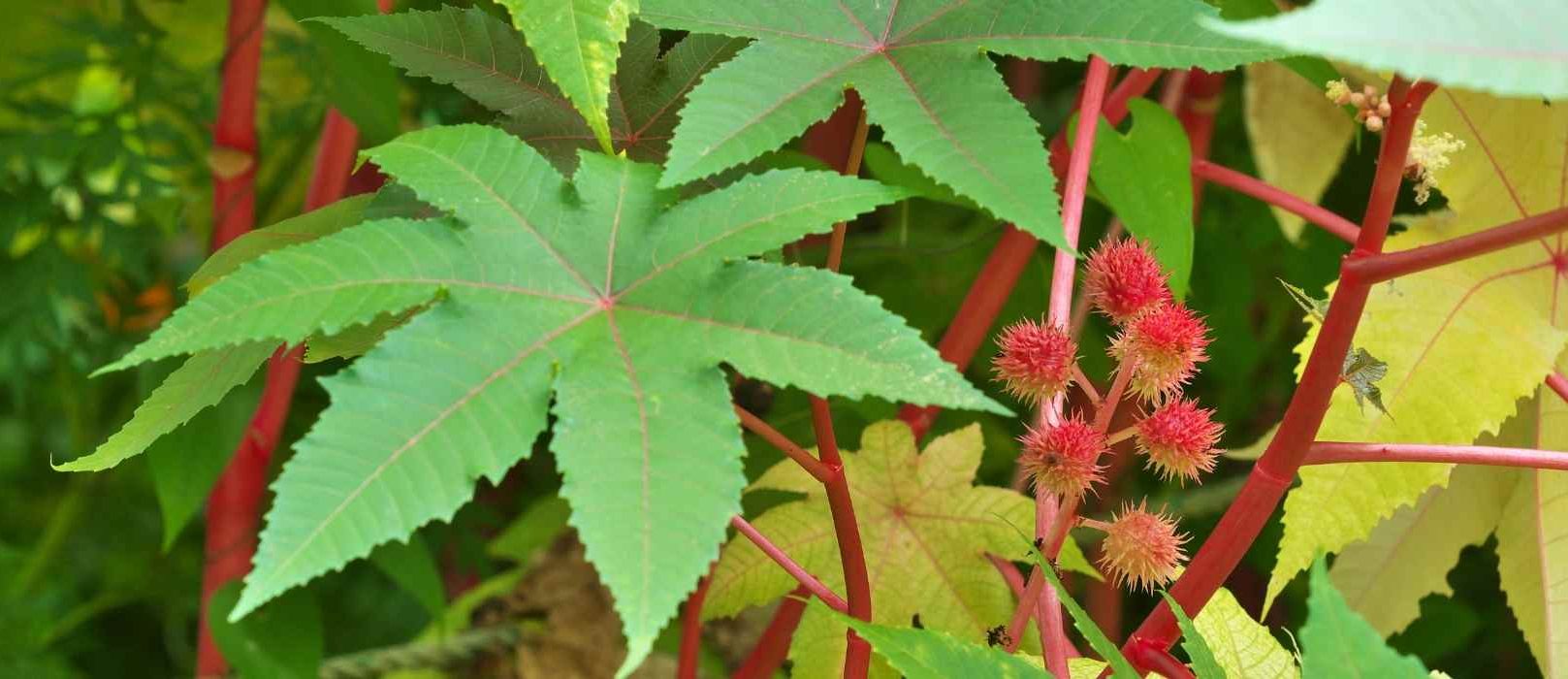 Le ricin commun : plantation, semis, culture - Promesse de Fleurs