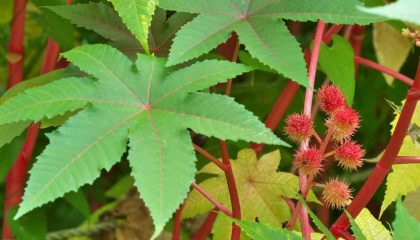 Le ricin commun : plantation, semis, culture - Promesse de Fleurs